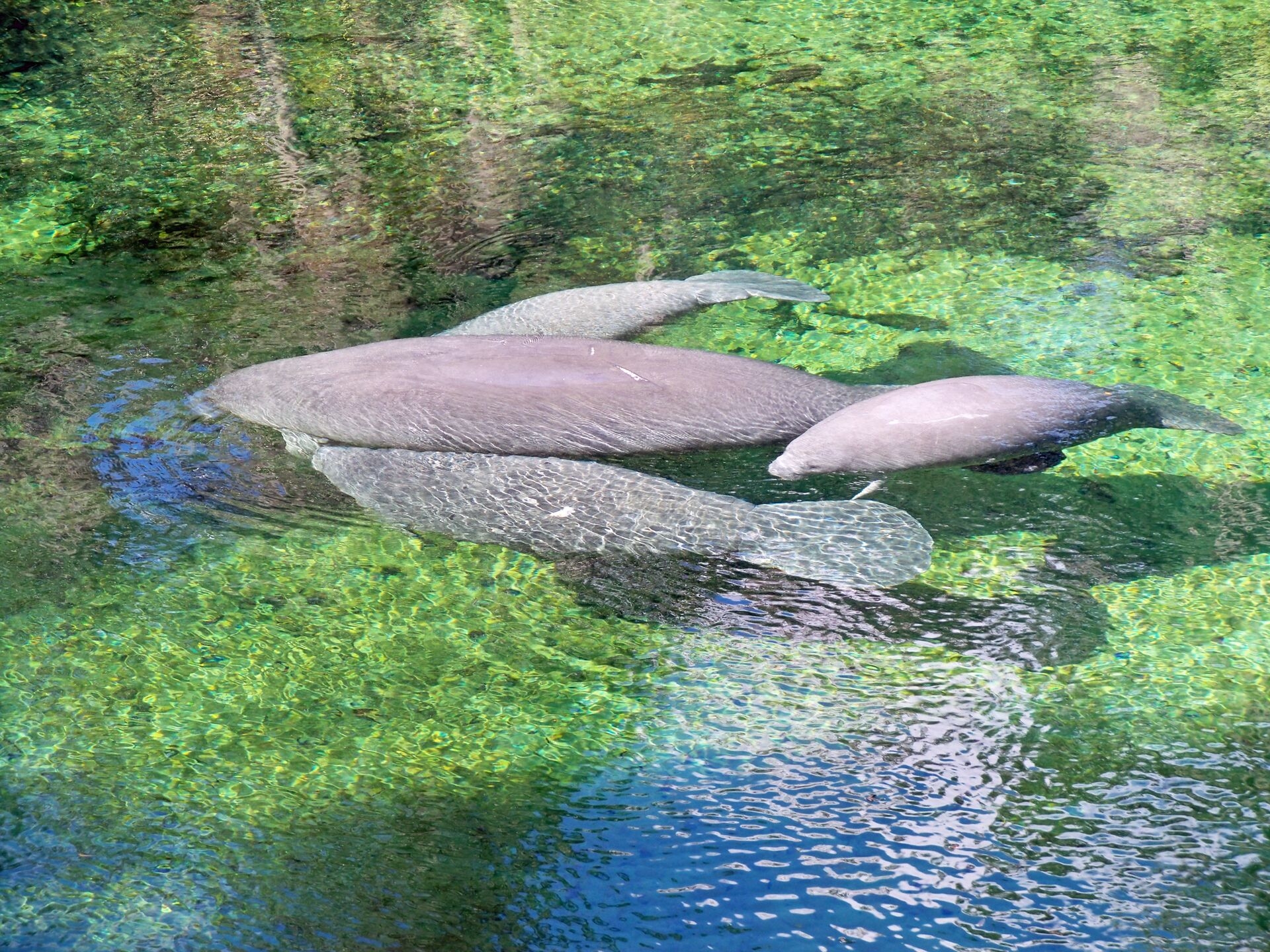 What Are Florida Manatee Laws? How to Protect Them | Boat Ed®