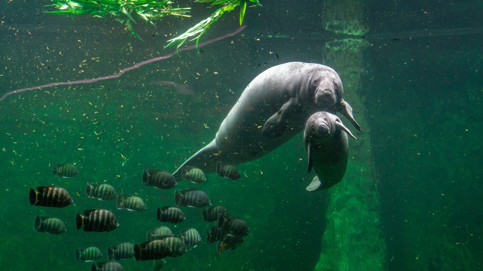 What Are Florida Manatee Laws? How to Protect Them | Boat Ed®