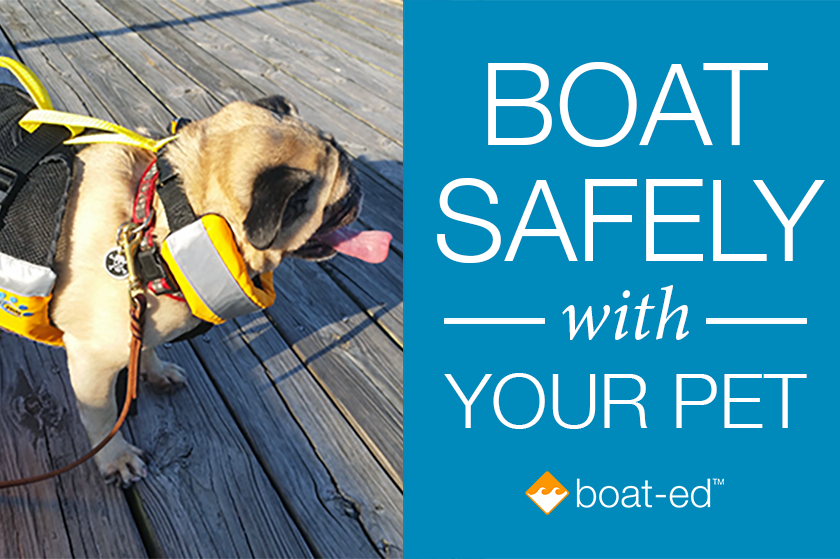 How to Boat Safely With Your Pet | Boat Ed®