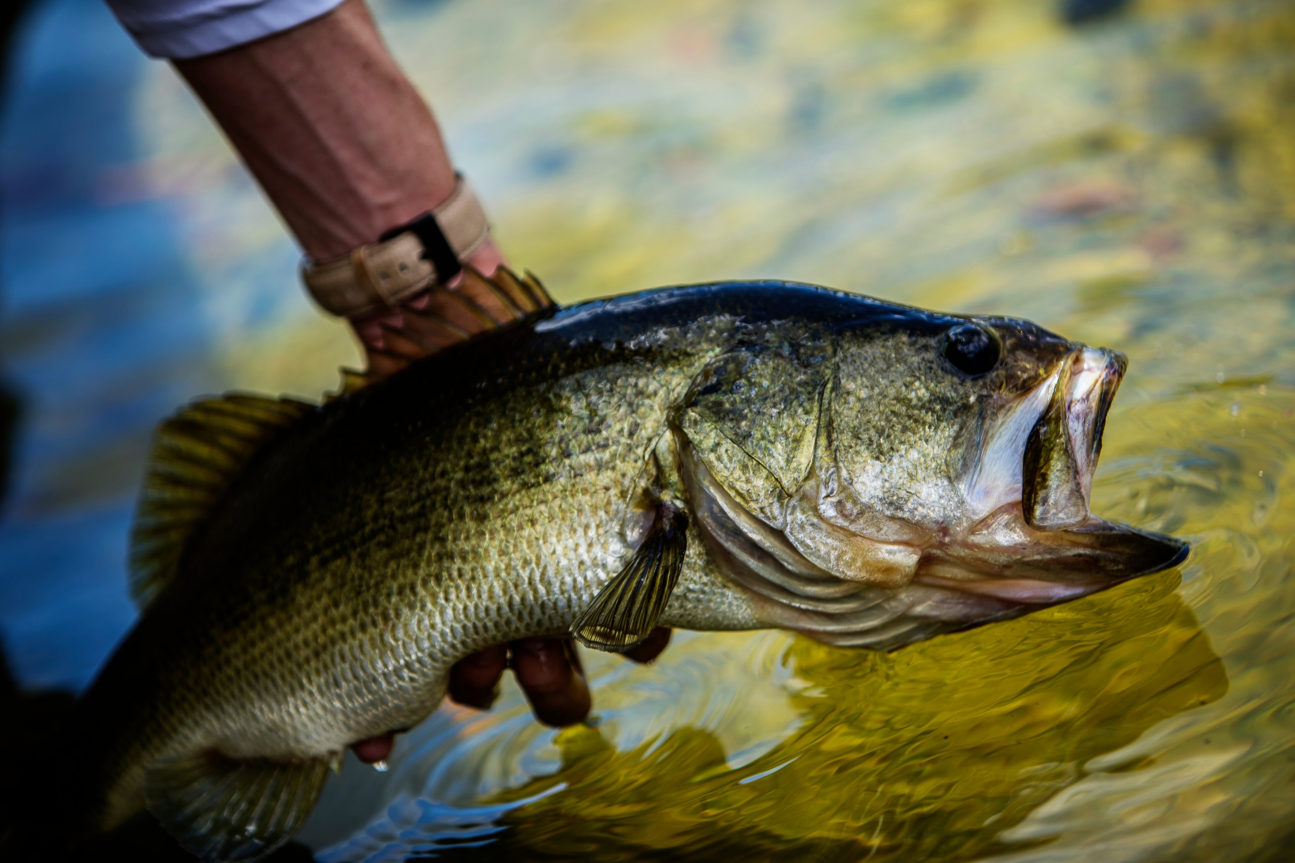 Best Largemouth Bass Fishing Tips for 2024 | Boat Ed®